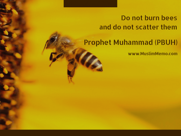 10 Islamic Rules of War Given by Prophet Muhammad | Muslim Memo